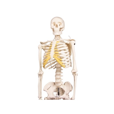 Mini Skeleton Models | Health and Care